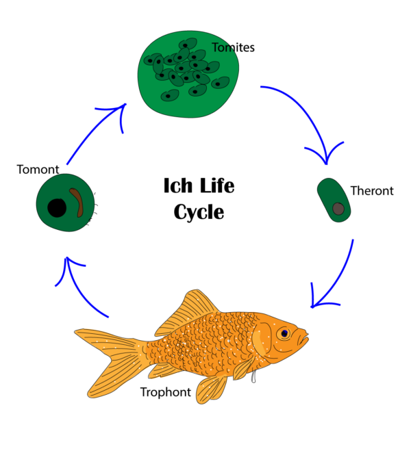 Ichthyophthirius Multifilis – Tropical Fish Keeping UK