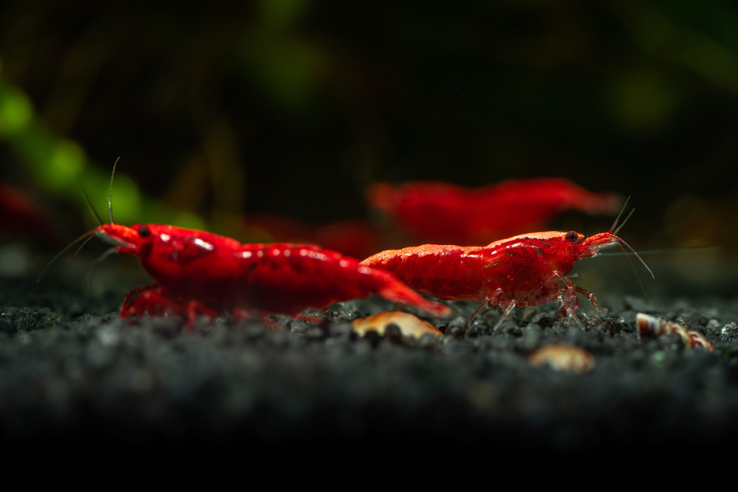 How to cool your aquarium down. - Tropical Fish Keeping UK