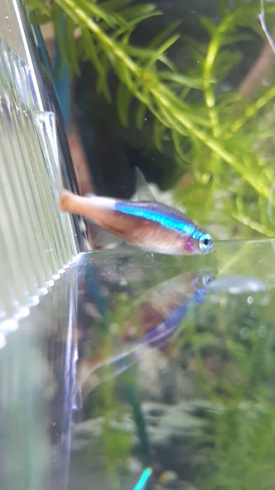 Columnaris - Tropical Fish Keeping UK