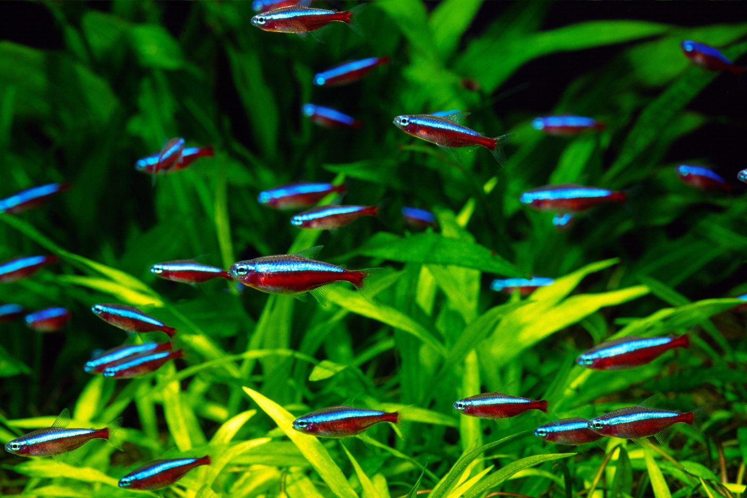 Conservation – Tropical Fish Keeping UK